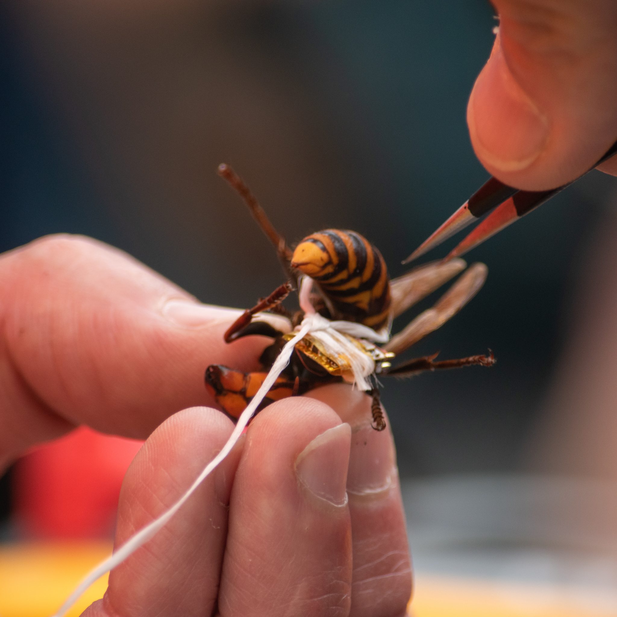 Using Bluetooth to hunt murder hornets | RCR Wireless